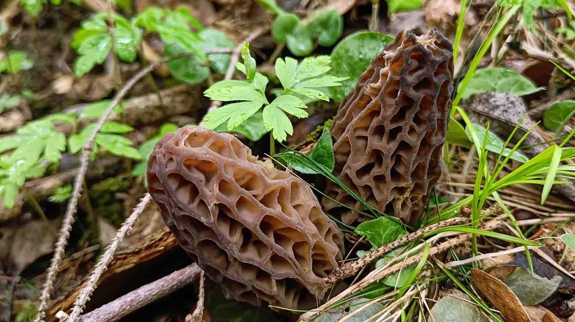 Les morilles en altitude - secrets des champignons