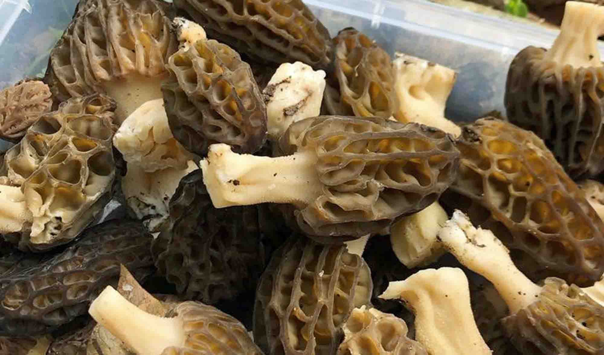 La toxicité de la morille, en détails - secrets des champignons