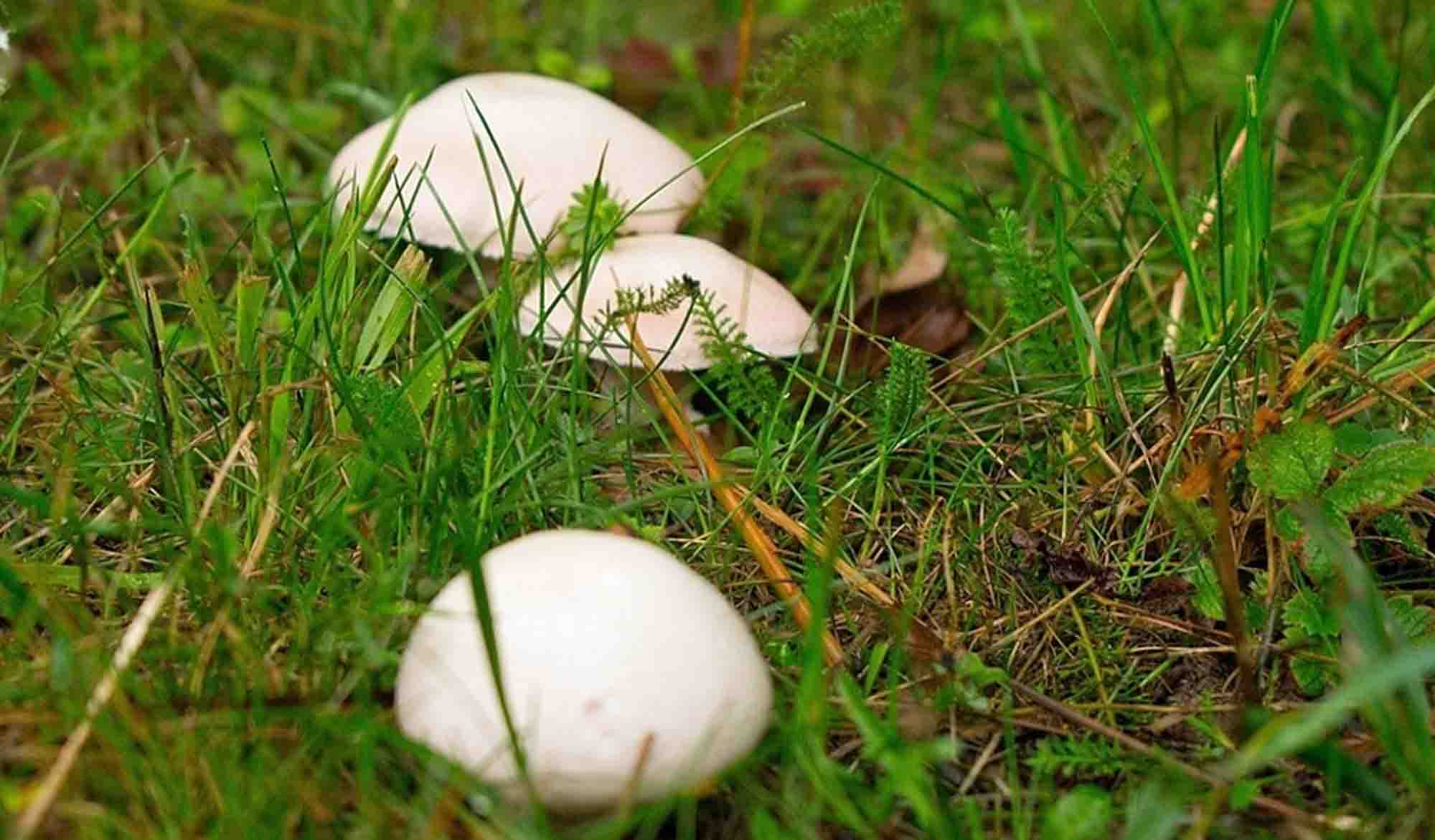 Rosé des prés, guide complet de cueillette - secrets des champignons