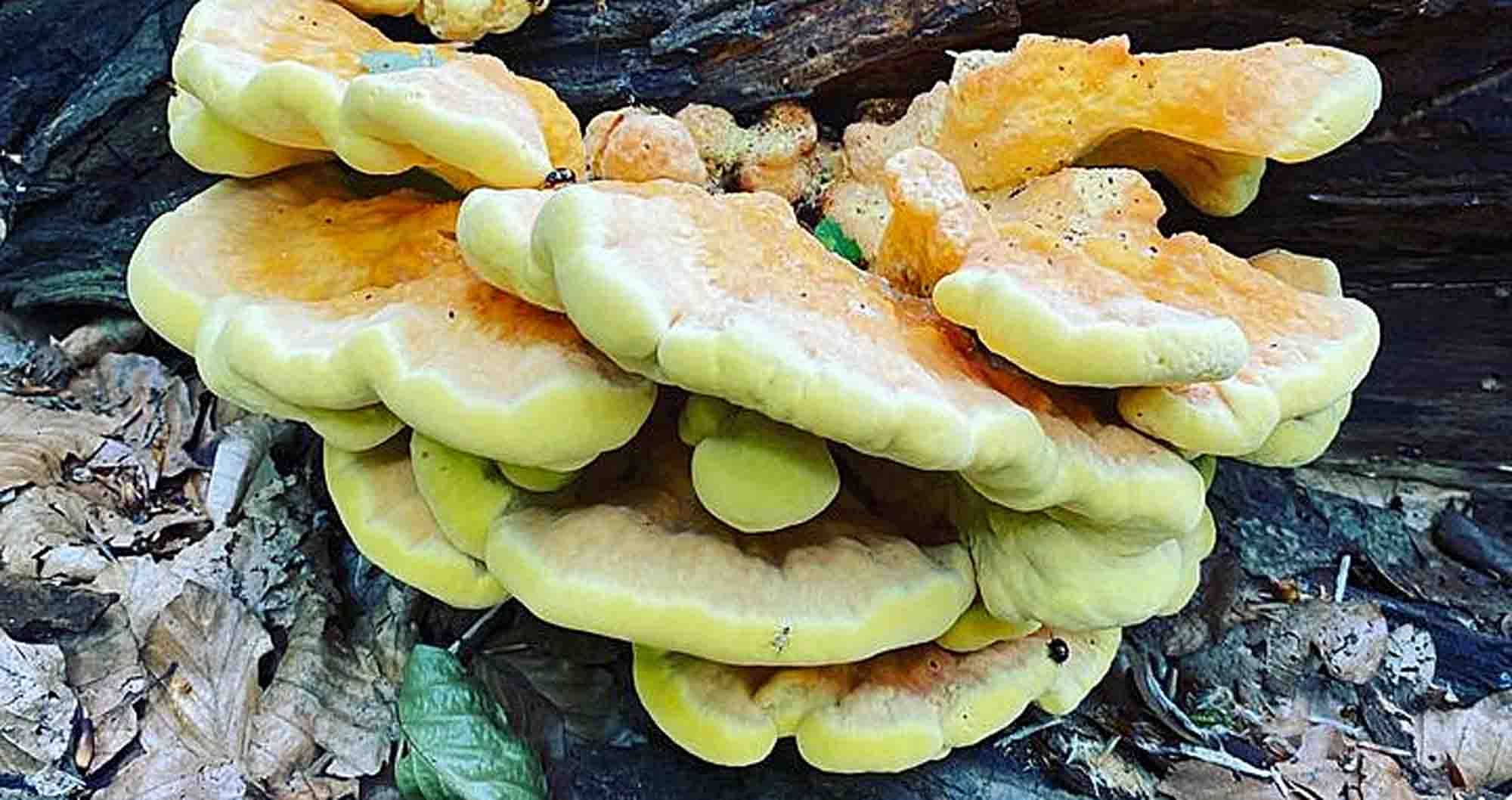 Polypore soufré, tout savoir - secrets des champignons