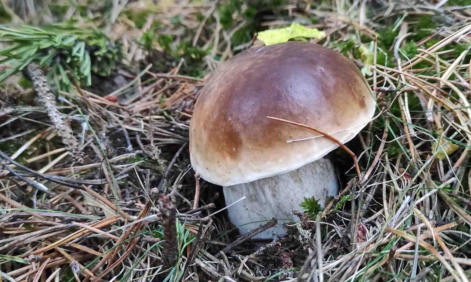 Le sol idéal pour le Cèpe - secrets des champignons
