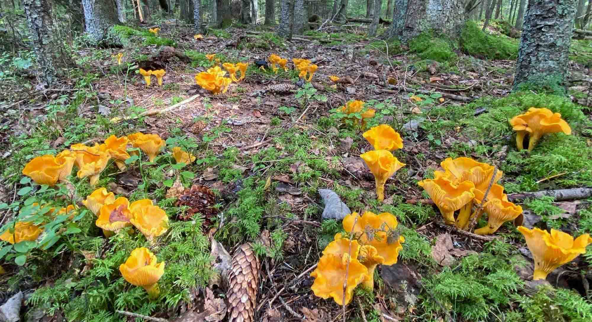 Trouver des girolles, Guide complet - secrets des champignons