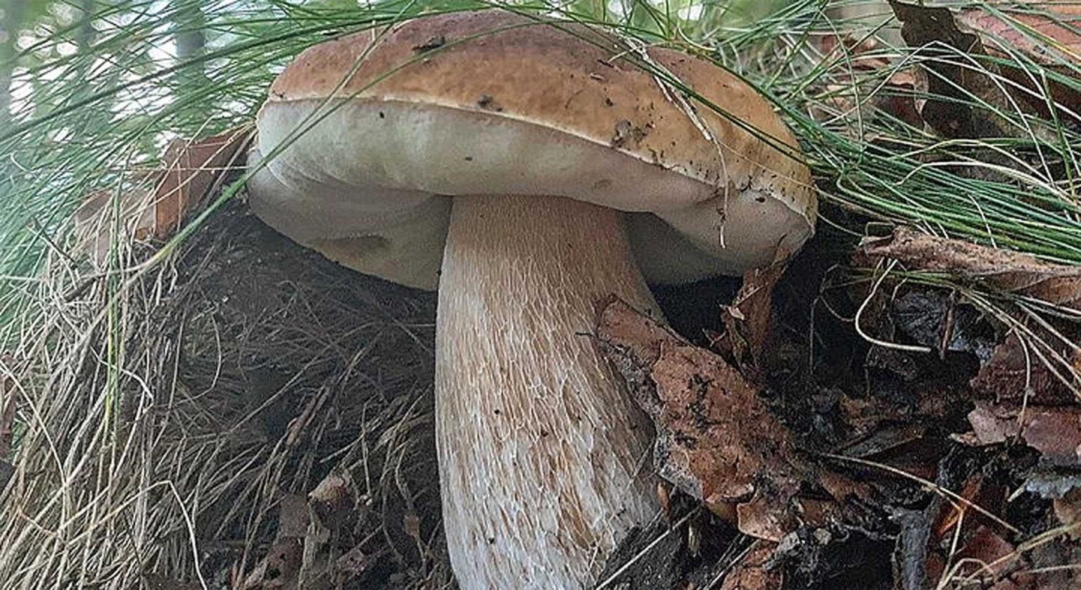 Reconnaître le Cèpe de Bordeaux: Un Guide Complet - secrets des champignons