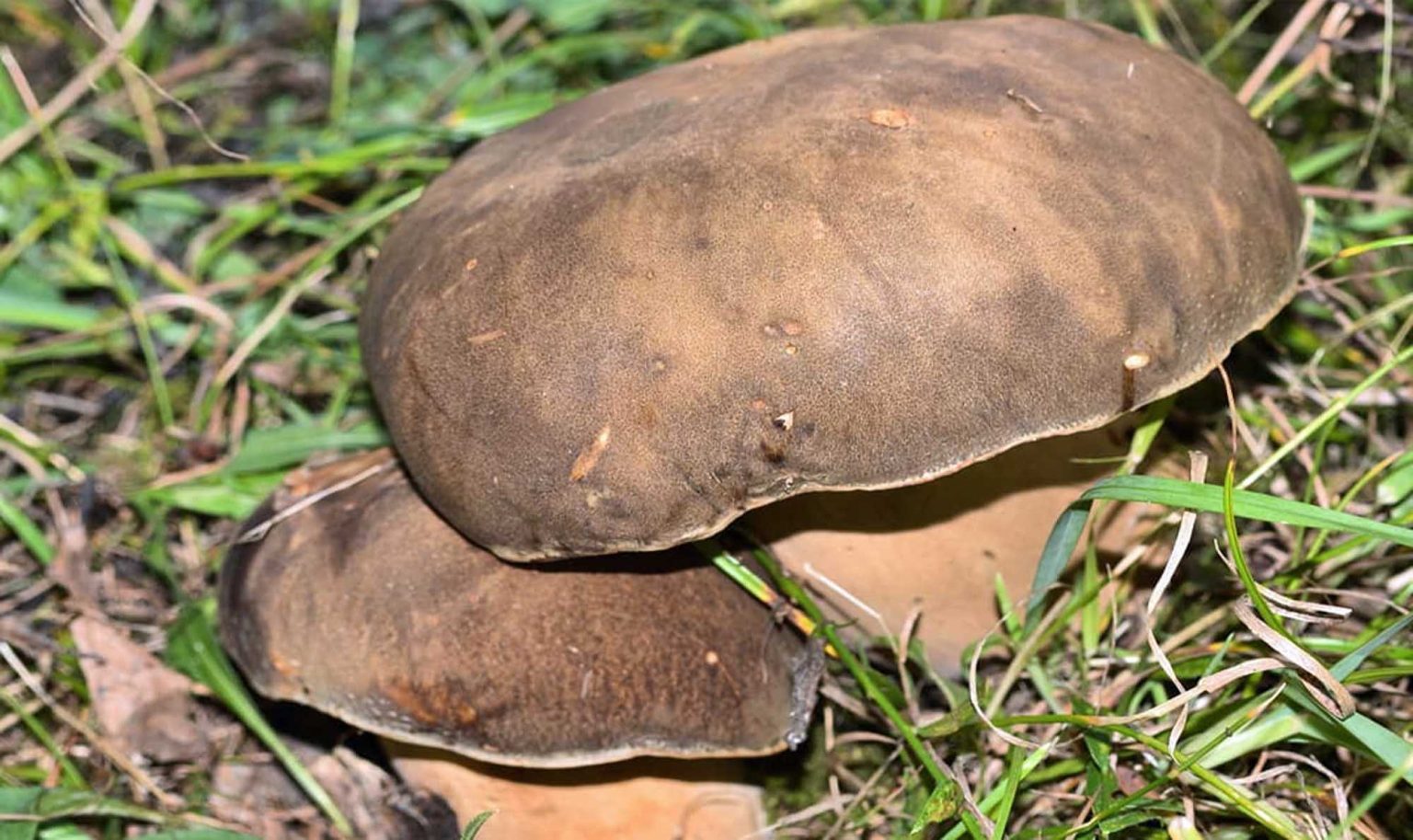 Le Cèpe Bronzé - Boletus aereus - secrets des champignons