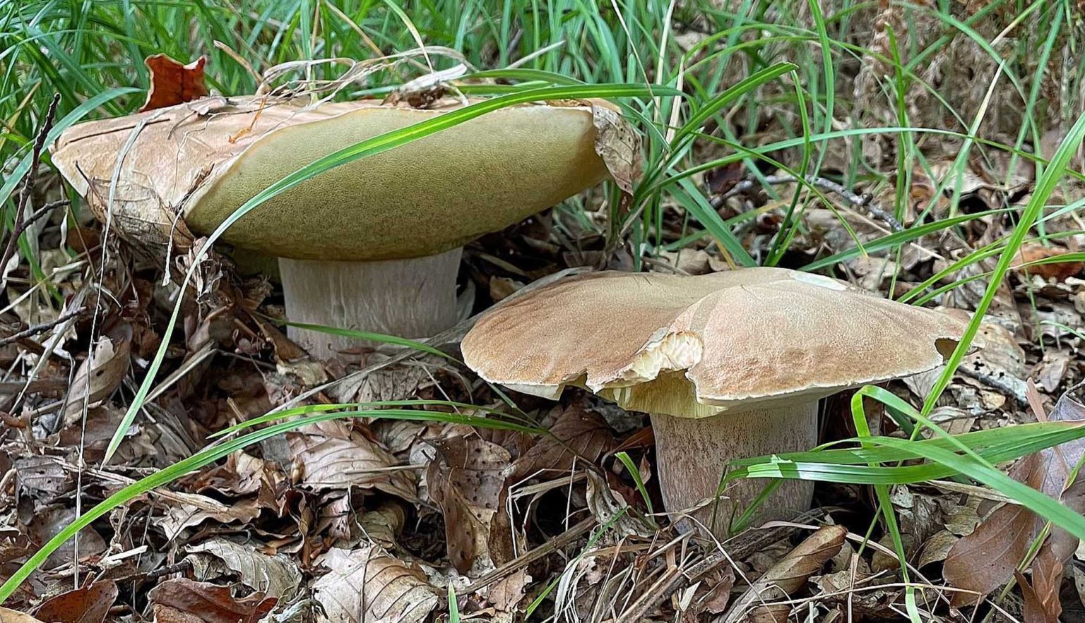 Différencier un bolet et un cèpe - secrets des champignons