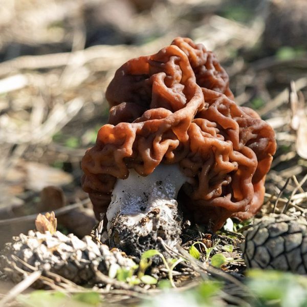 Fausse Morille : Identification et Précautions - secrets des champignons